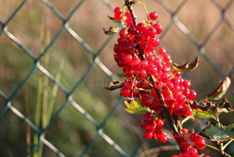 Red Berry Currant Fruit in the Garden Stock Photo - Image of plant ...