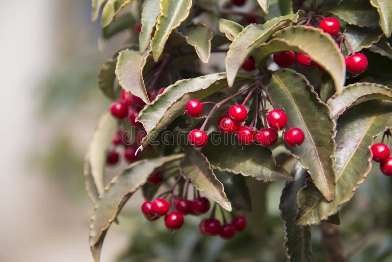 Red berry with dried leaf. stock photo. Image of mini - 74232810