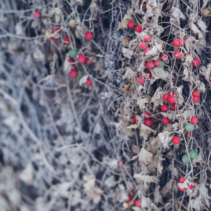 Red berry on dry herb stock image. Image of nature, cold - 100105113