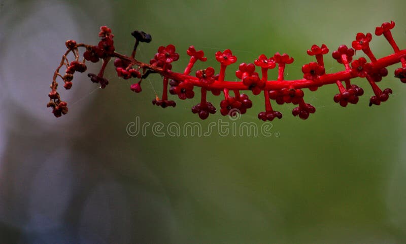 Red berry flower stock image. Image of details, flower - 43951125