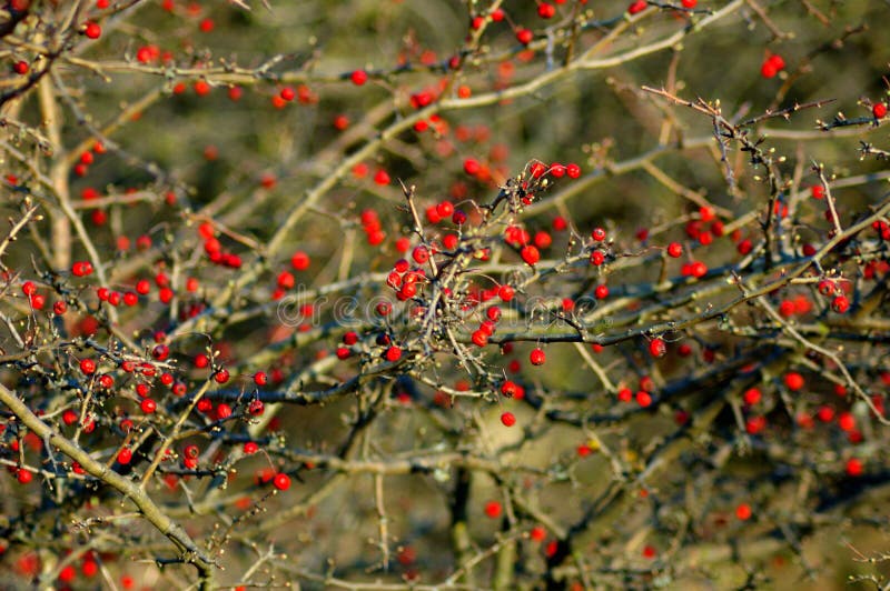 Red berry in the forest stock illustration. Illustration of bilberry ...