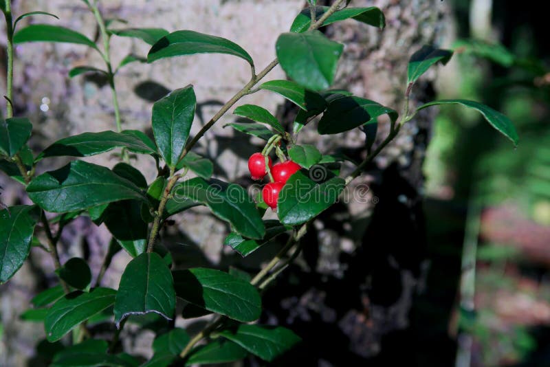 Red berry in the forest stock image. Image of leaf, shrub - 260266605