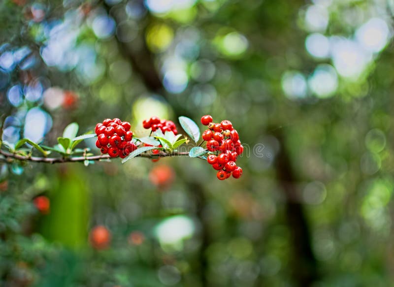 Red berry stock photo. Image of fresh, natural, organic - 42697226