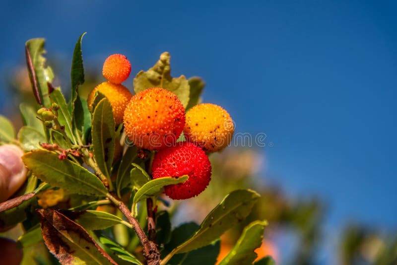 Red Berry Fruit of Cane Apple Arbutus Unedo Stock Image - Image of ...