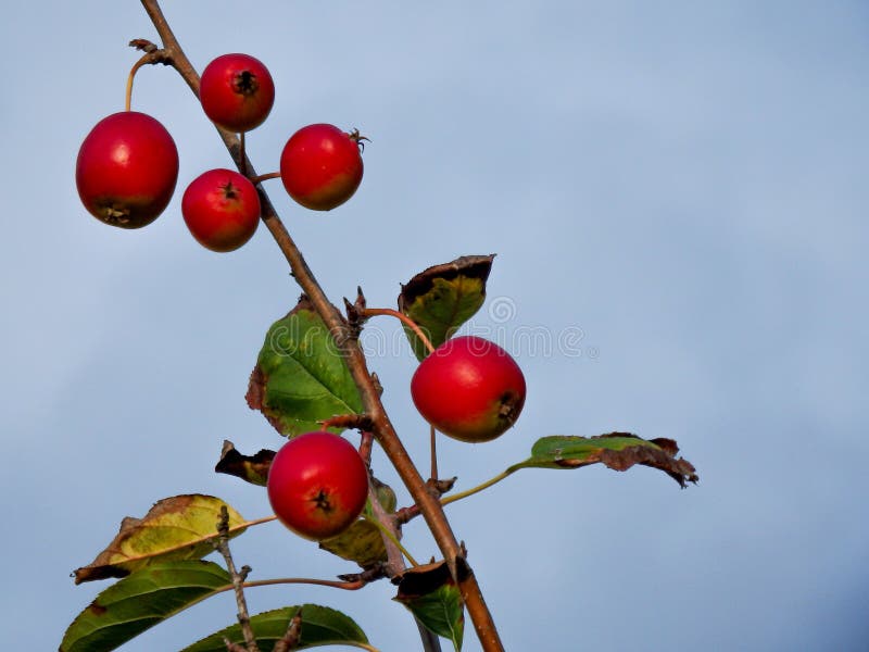 Red Berry Fruit Stem Against a Blue Sky Stock Image - Image of food ...
