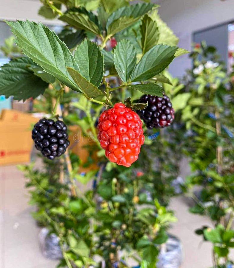 Red Berry Fruit Sweet Red Fruit Red Fruit Stock Image - Image of white ...