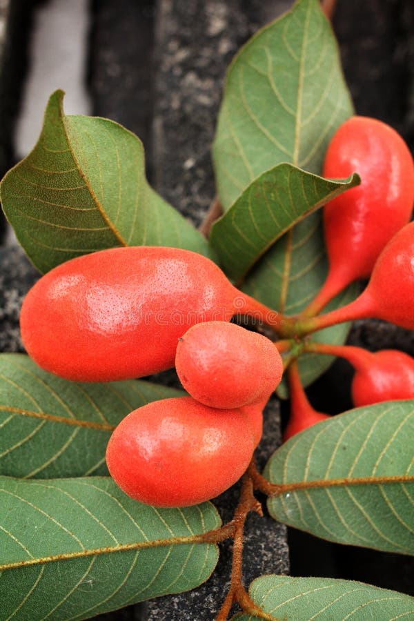 Red berry stock photo. Image of colorful, vegetarian - 34275788