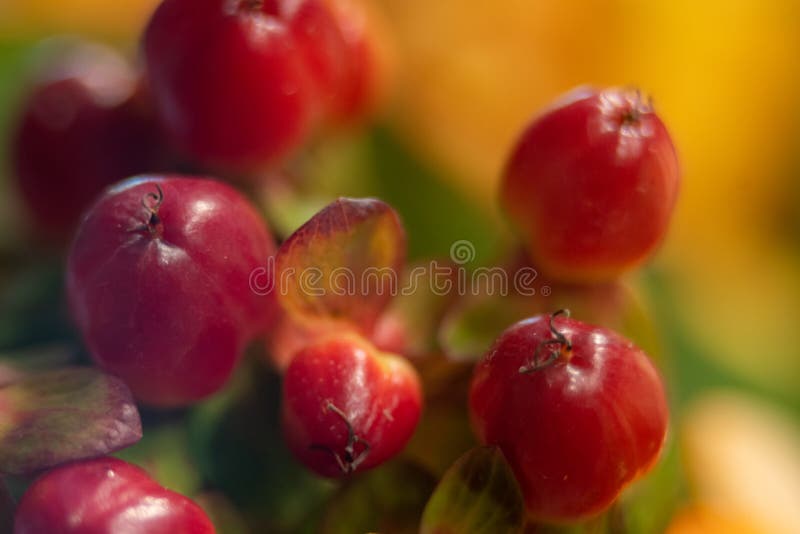 Red Berry Hypericum with Green Leaves in Bouquet Stock Image - Image of ...