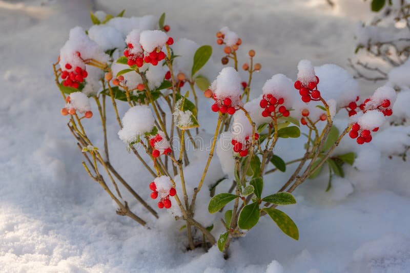 Red Berry Plant in the Snow Stock Photo - Image of leaf, berry: 305470246