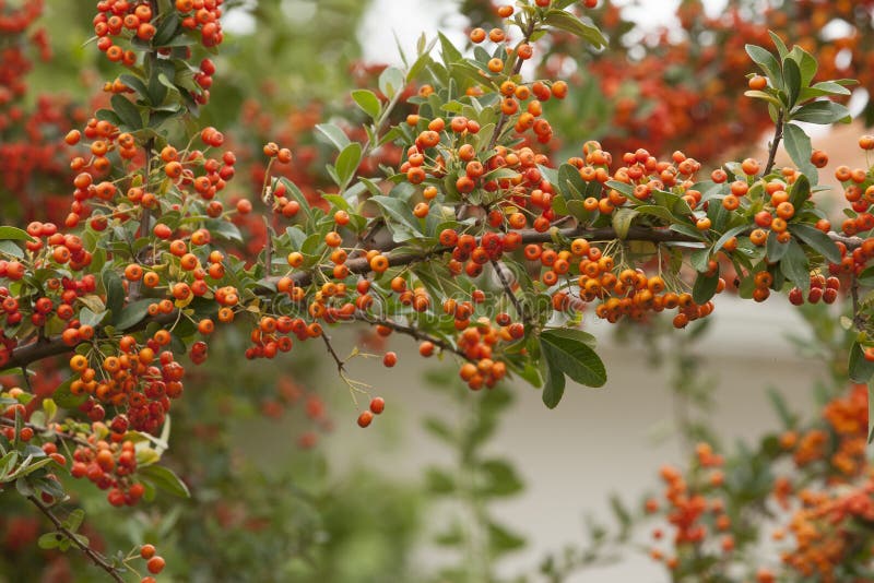 Red berry stock photo. Image of berries, background, verticillata ...