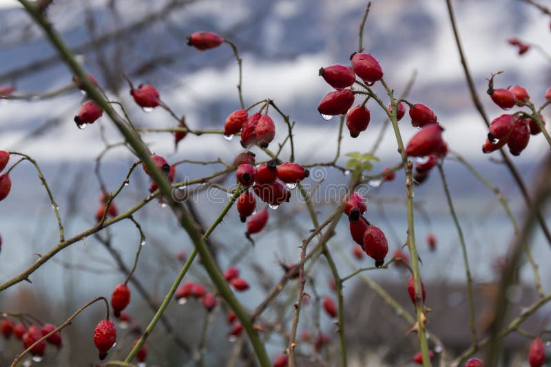 Winter fruits stock image. Image of flower, fall, tree - 177467775