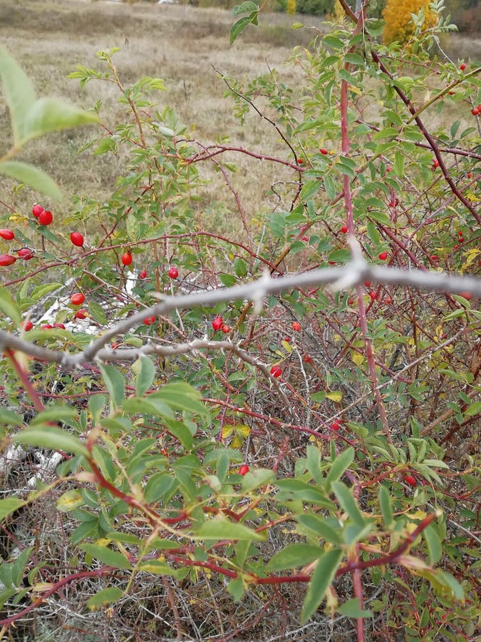 Red berry stock image. Image of nature, berry, rose - 128336063