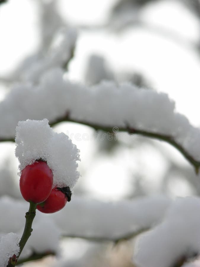 Red Berry in Snow stock image. Image of cold, pure, berries - 464103