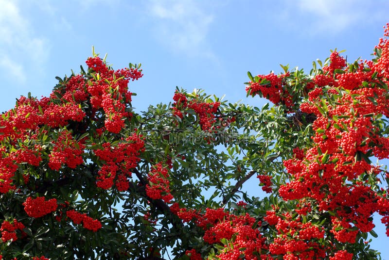 Red berry tree stock photo. Image of blue, clouds, leaf - 11364016