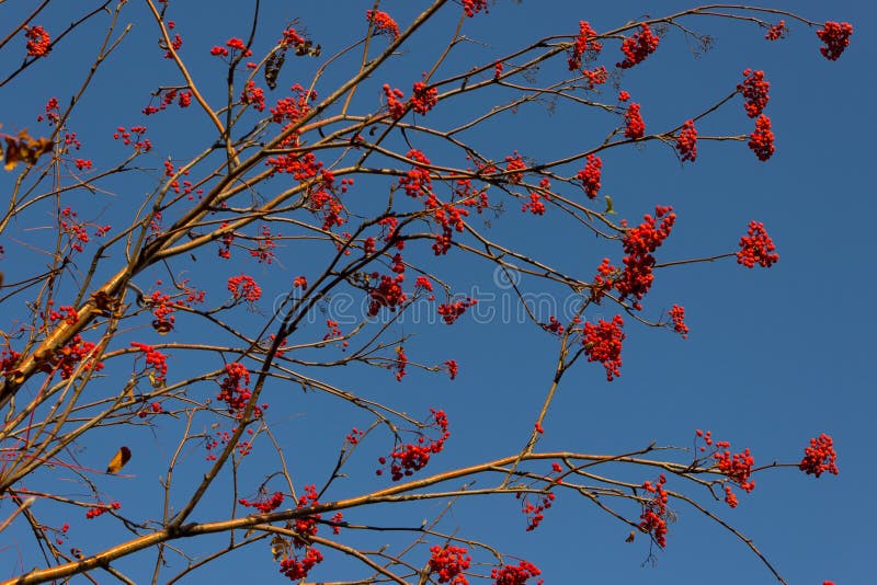 Red berry on the tree stock image. Image of autumn, flora - 93726659