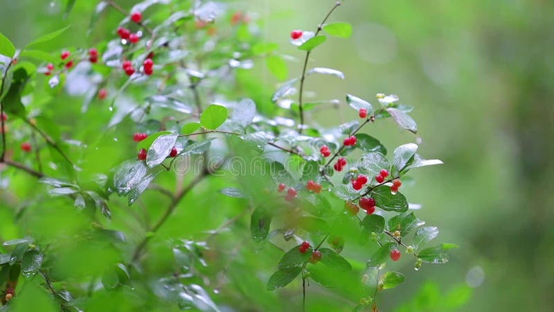 Berry Tree Branch with a Lot of Red Berries on a Summer Rainy Day Stock ...