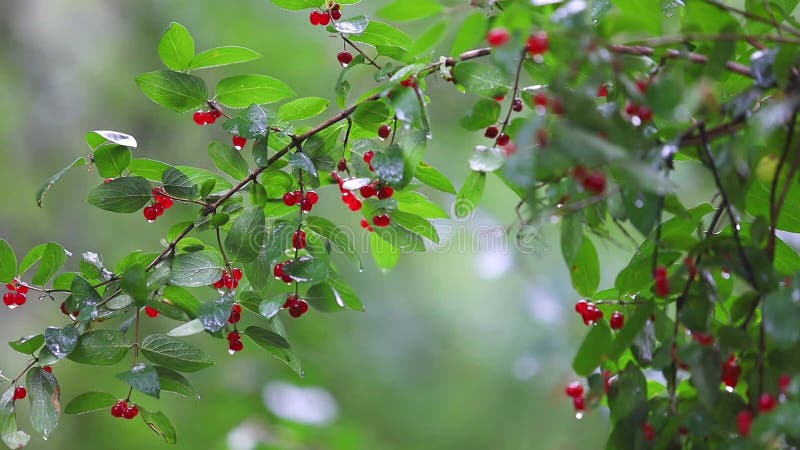 Berry Tree Branch with a Lot of Red Berries on a Summer Rainy Day Stock ...