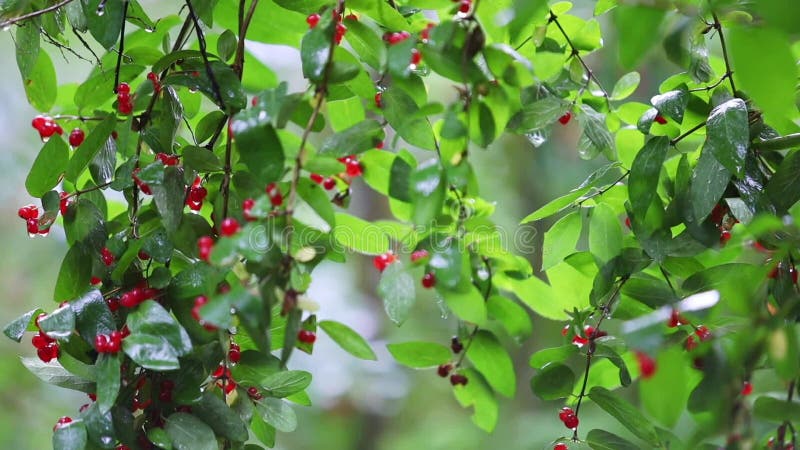 Berry Tree Branch with a Lot of Red Berries on a Summer Rainy Day Stock ...