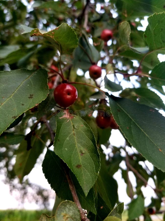 Red Berry Tree stock image. Image of berry, tree, nature - 154035837