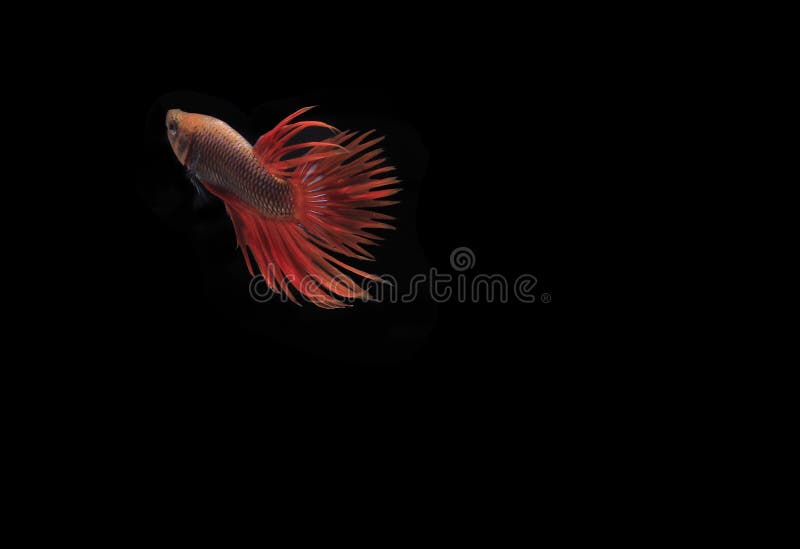 Red Female Beta Fish Stock Photos - Free & Royalty-Free Stock Photos ...