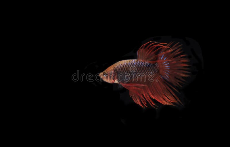 Red Female Beta Fish Stock Photos - Free & Royalty-Free Stock Photos ...