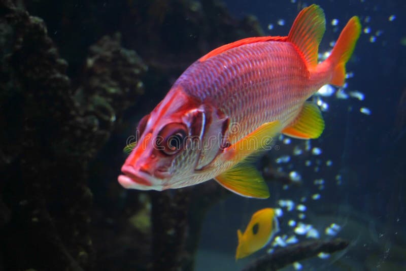 Red Beta Fish stock image. Image of gills, fish, tank, cold - 416319