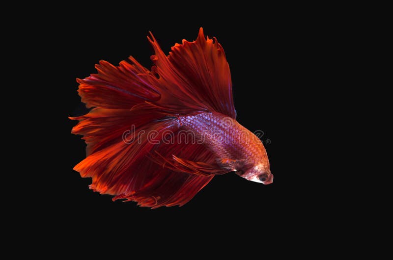Red Beta Fish on Black Background Stock Photo - Image of asian, beta ...