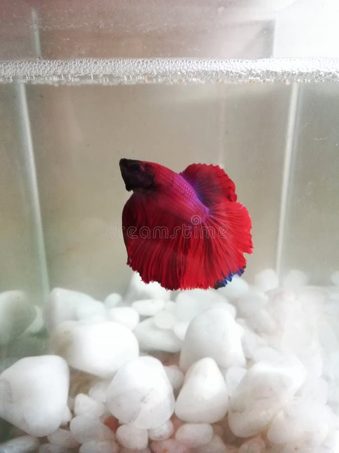 Red beta fish stock photo. Image of crownie, fish, beta - 124933498