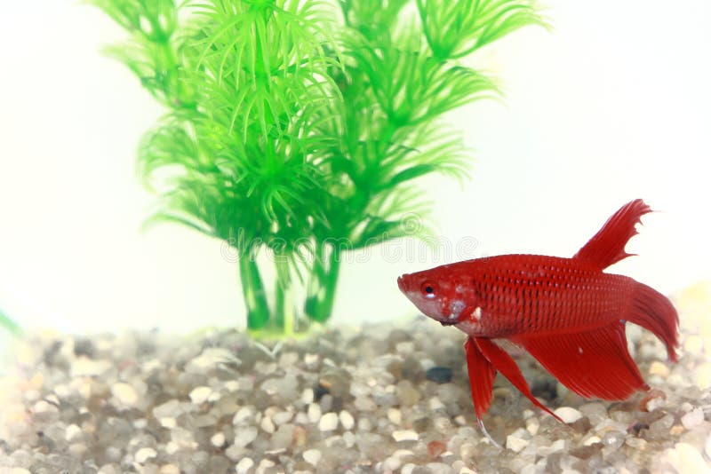 Red Beta Fish in a Small Fish Bowl Stock Photo - Image of gills ...