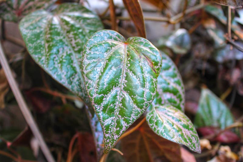 Red Betel Vines that Have Many Benefits Stock Photo - Image of healthy ... Red Betel Vines that Have Many Benefits Stock Photo - Image of healthy ...