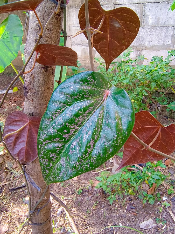 Red Betel Leaf Plant Rare Plant Stock Image - Image of rare, plant ...