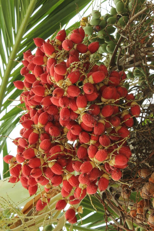 1,820 Betel Nut Areca Nut Tree Stock Photos - Free & Royalty-Free Stock ...