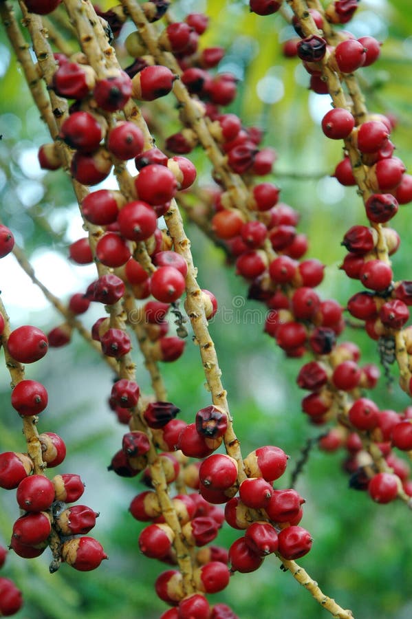 Red betel nut stock photo. Image of food, mature, close - 27509610