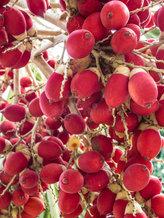 1,250 Red Betel Nut Stock Photos - Free & Royalty-Free Stock Photos ...