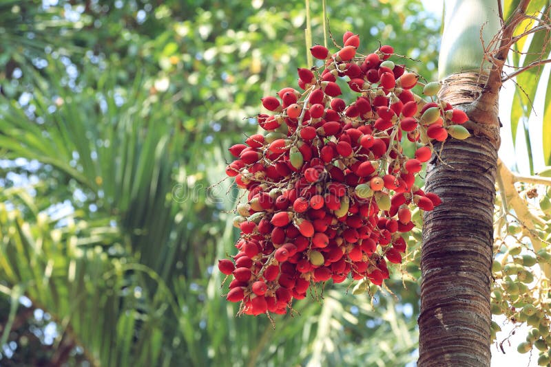 Red Betel Nut on Palm Tree. Stock Image - Image of texture, fresh ...