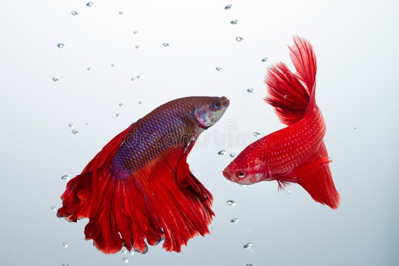Red betta fighting fish stock photo. Image of beautiful - 54241630