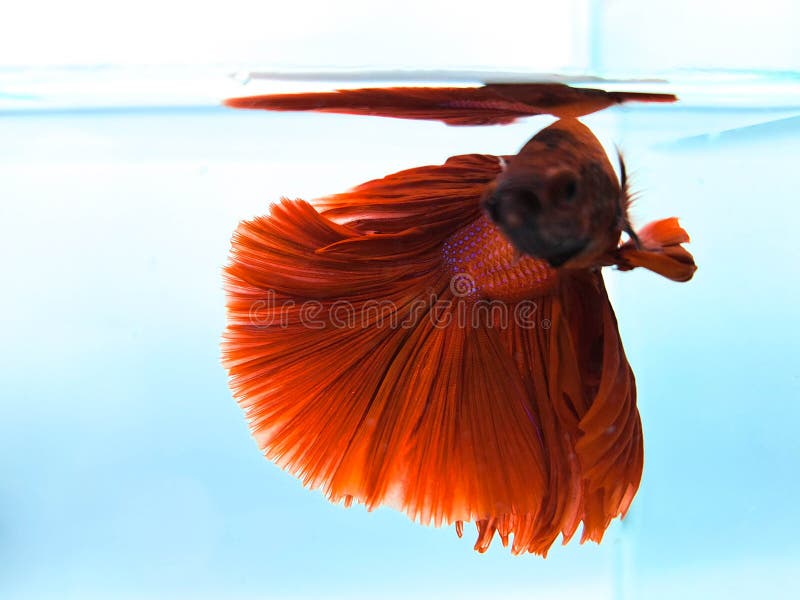 Red betta fish stock photo. Image of pink, animal, leaf - 251630742