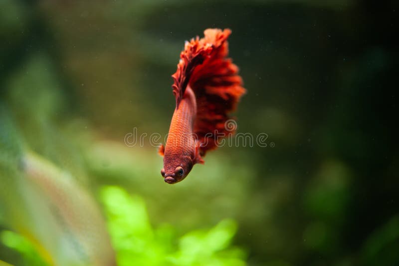 Red Betta Fish in a Beautiful Aquarium Stock Photo - Image of tail ...