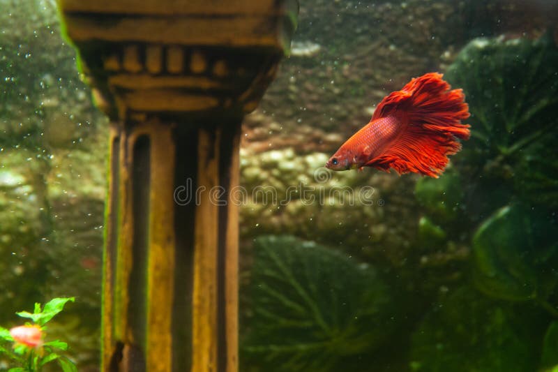 Red Betta Fish in a Beautiful Aquarium Stock Photo - Image of betta ...