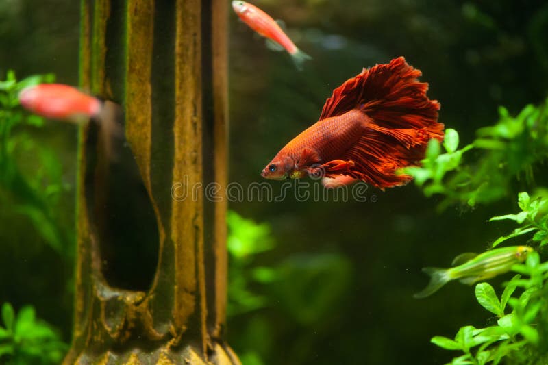 Red Betta Fish in a Beautiful Aquarium Stock Photo - Image of tropical ...