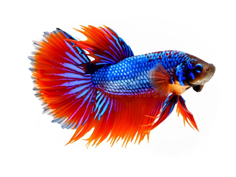 Red Betta Fish in Blue Background. Siamese Fighting Fish, Betta ...