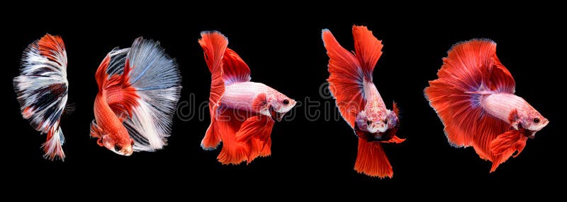 Fish, a Collection of Fish Swimming in Various Poses. Ornamental Fish ...