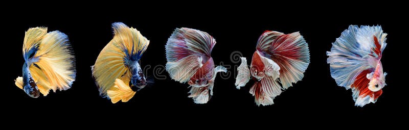 Fish, a Collection of Fish Swimming in Various Poses. Ornamental Fish ...