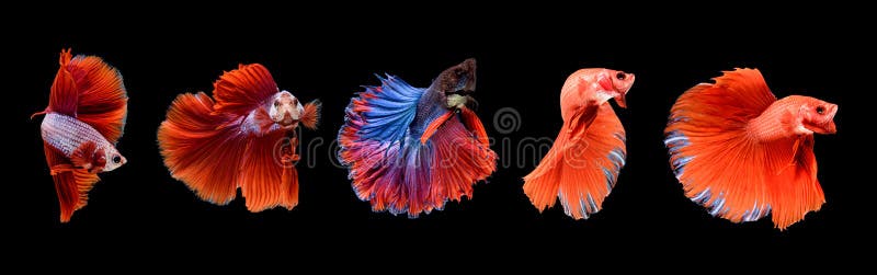 Fish, a Collection of Fish Swimming in Various Poses. Ornamental Fish ...