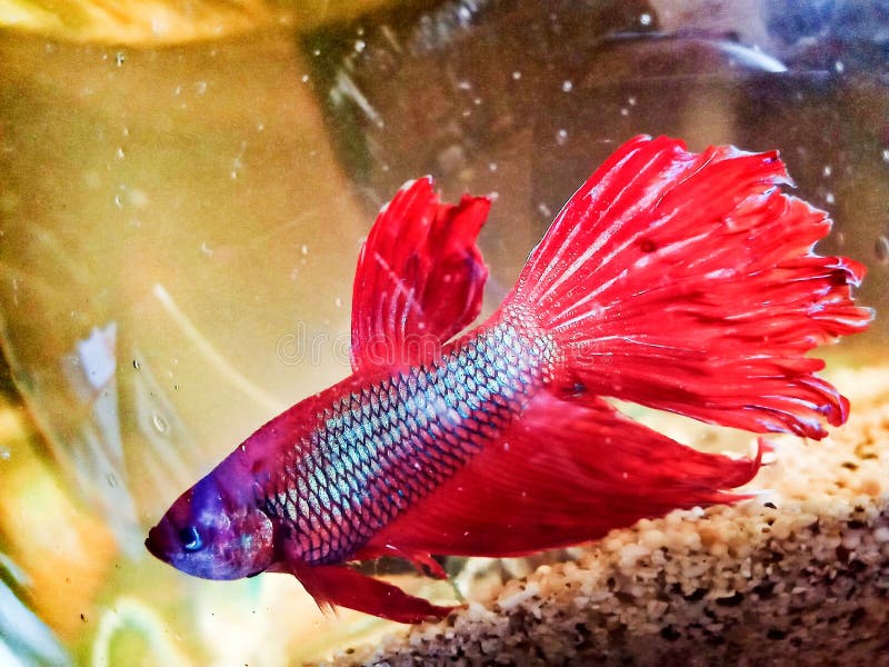 Red Betta Fish Cupang Half Moon Stock Image - Image of betta, moon ...