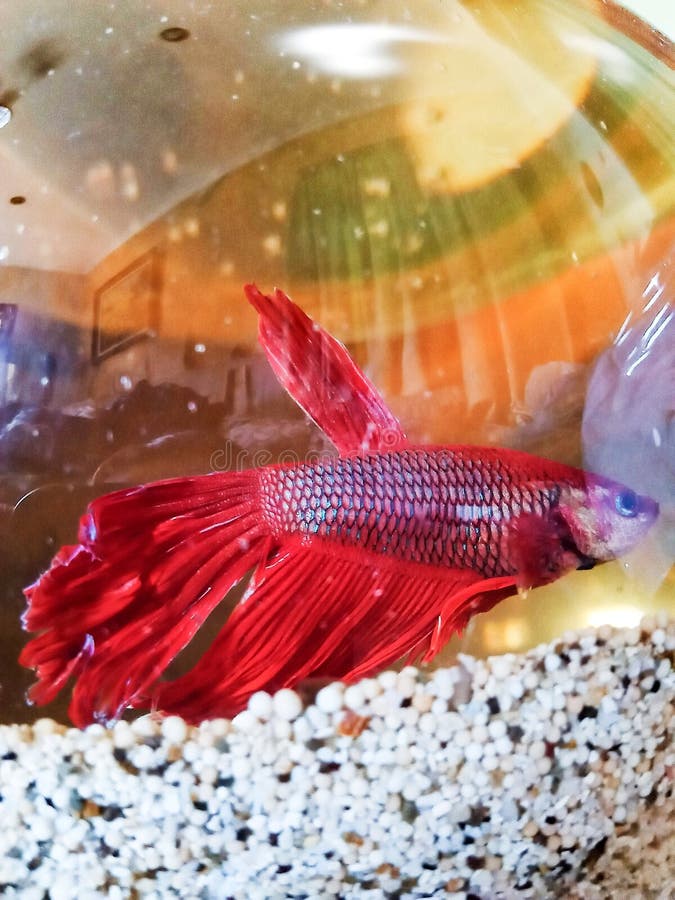 Red Betta Fish Cupang Half Moon Stock Photo - Image of bird, amphibian ...