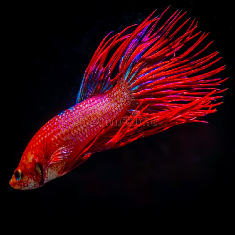 Red Betta Fish on Dark Background Stock Image - Image of animal, petal ...
