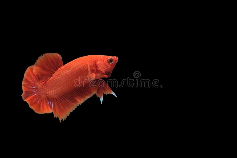 Red Betta fish stock photo. Image of luxury, betta, motion - 67930862