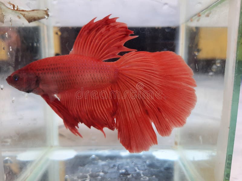 Red Betta Fish with a Long Tail Stock Photo - Image of long, tail ...