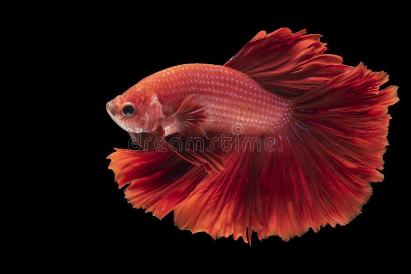 Red Betta Fish, Siamese Fighting Fish in Beautiful Movement Isolated on ...